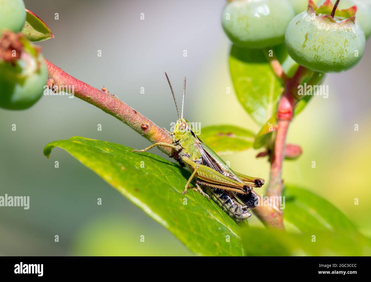 Cricket on blueberry bush Stock Photo - Alamy