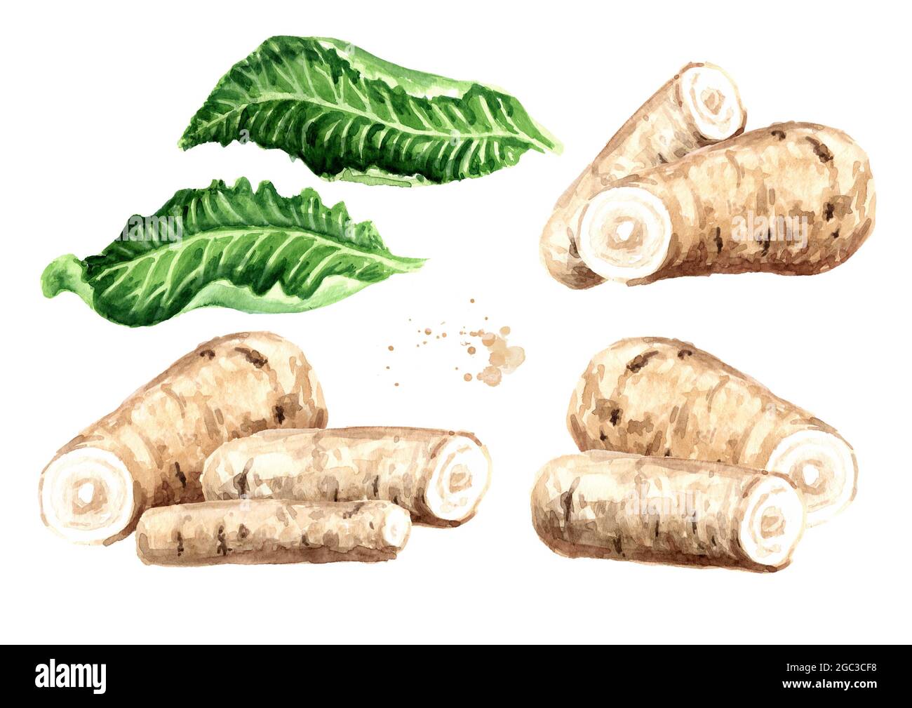Horseradish root and leaves set. Hand drawn watercolor illustration ...