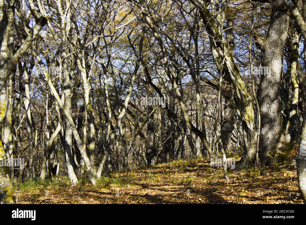 Dense forest in Georgia. The trees growing in the forest Stock Photo ...