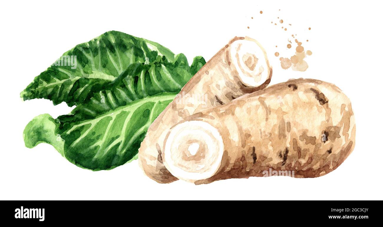 Horseradish root with leaves and grated horseradish. Hand drawn ...
