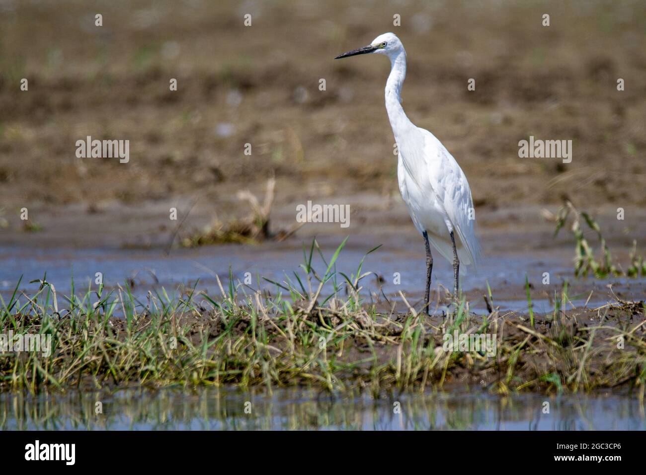 Kerkini, Greece, July 13, 2021. The egret is a species of birds in the ...