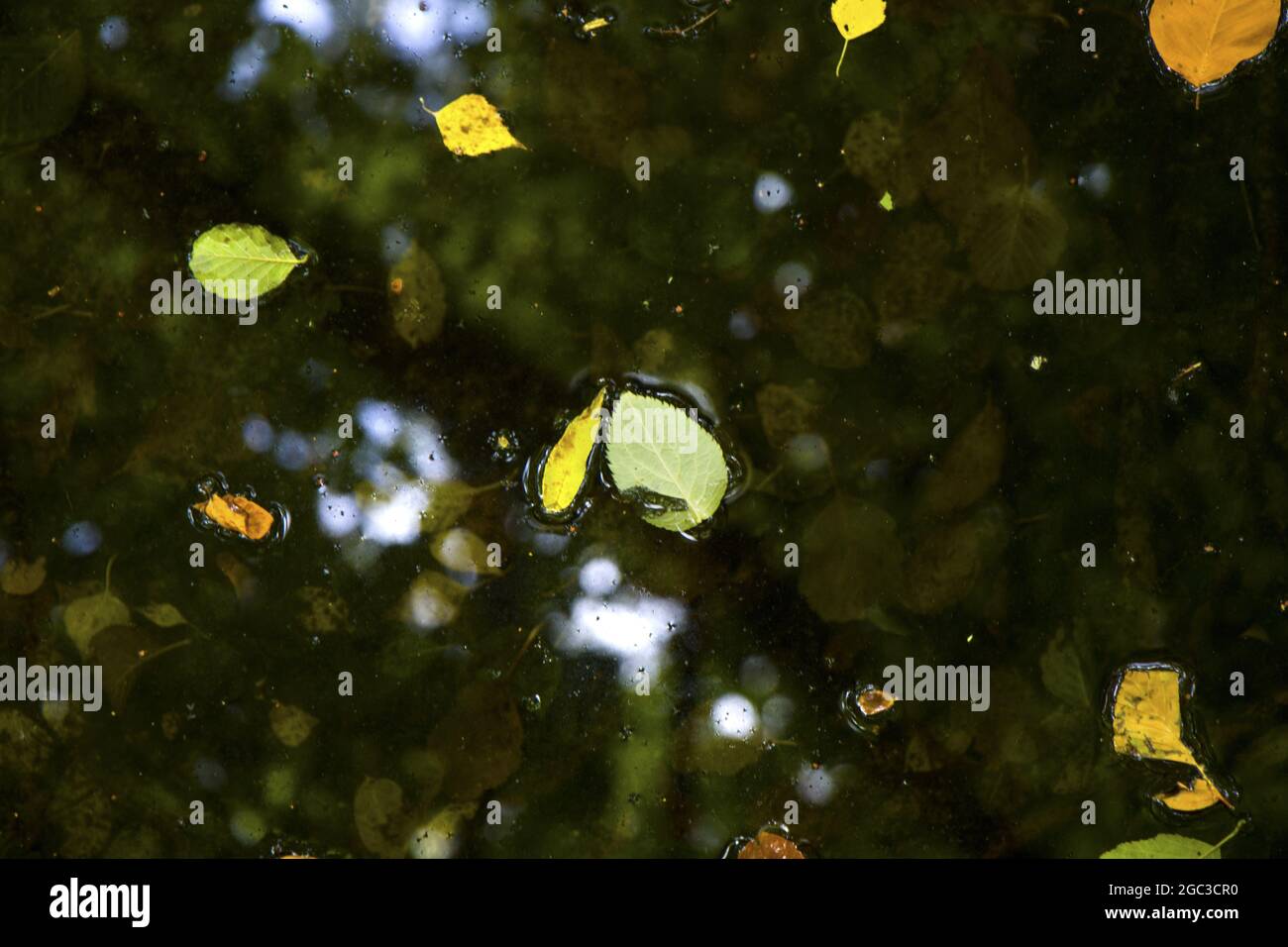 Beautiful autumn view of falling yellow leaves Stock Photo - Alamy