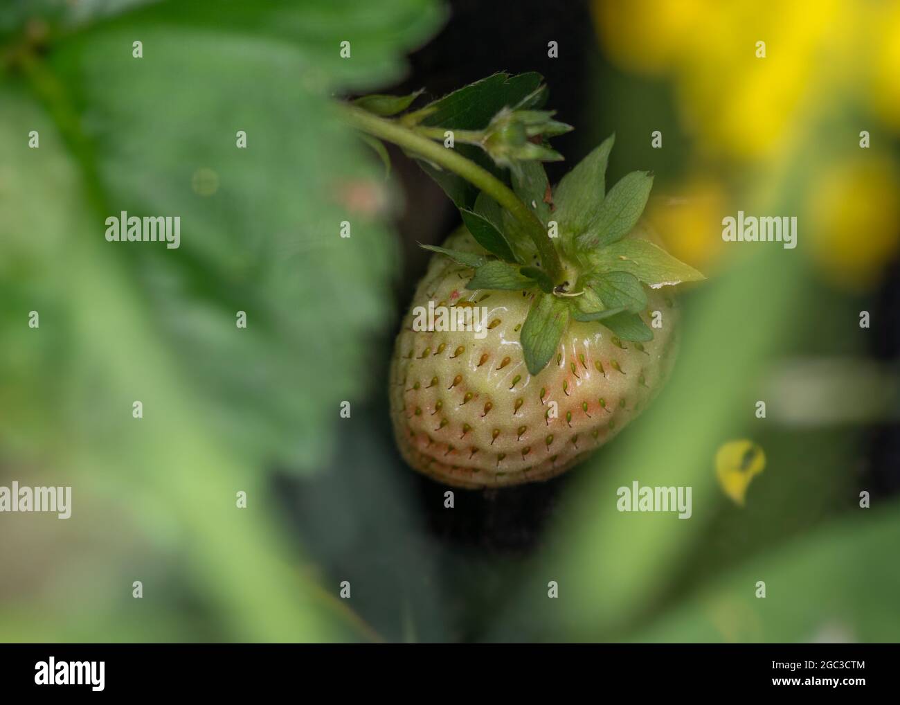 Unripe strawberry hi-res stock photography and images - Alamy