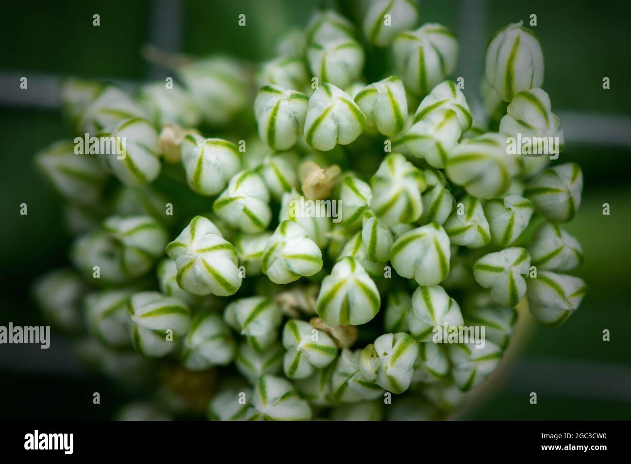 Spring onion flower Stock Photo - Alamy