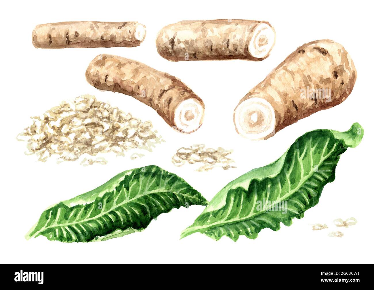 Horseradish root, leaves and grated horseradish set. Hand drawn ...