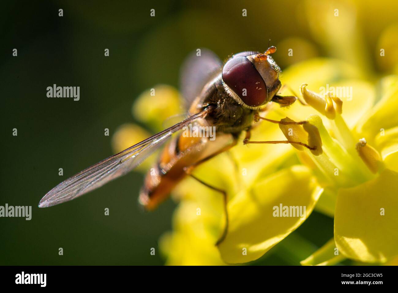 Striped hoverfly pollinator hi-res stock photography and images - Alamy
