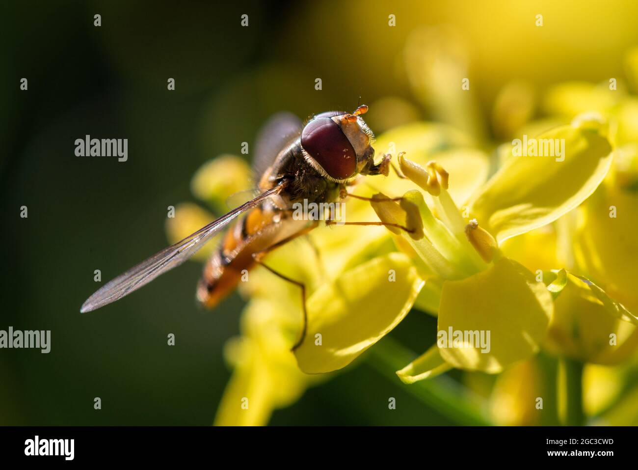Striped hoverflies hi-res stock photography and images - Alamy