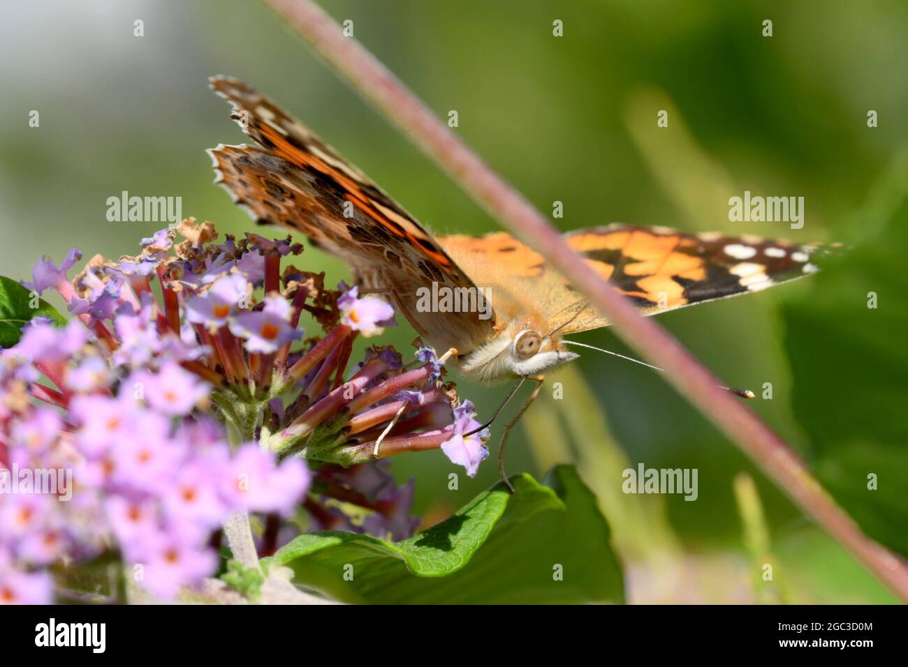 Painted Lady butterfly extracting nectar Stock Photo - Alamy