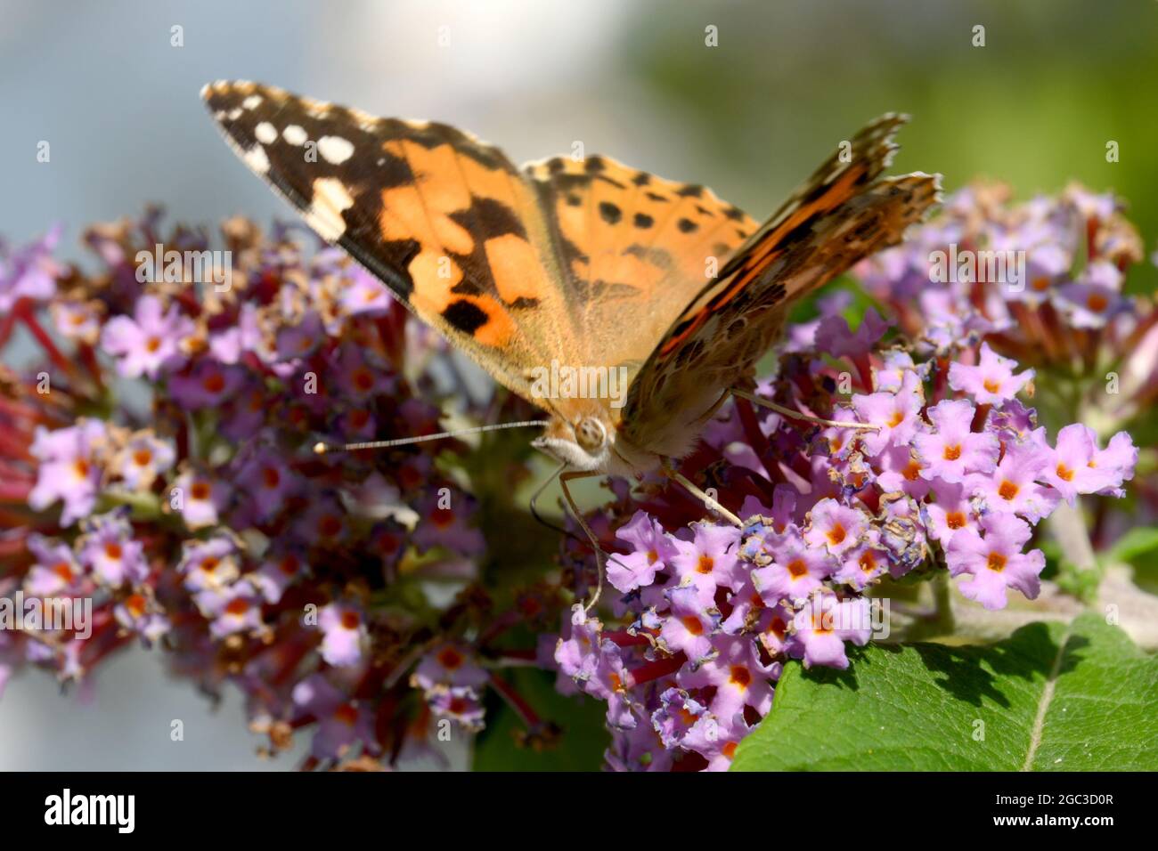 Painted Lady butterfly extracting nectar on buddleia Stock Photo - Alamy
