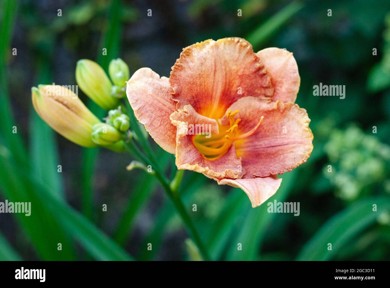 Daylily Longfields Marmalade orange flower, close-up Stock Photo - Alamy