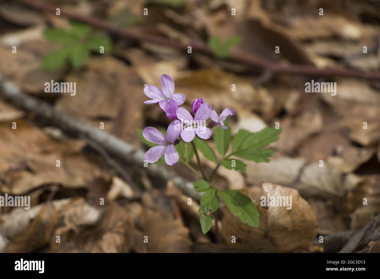 Closeup of Cardamine quinquefolia, the five-leaved cuckoo flower Stock ...