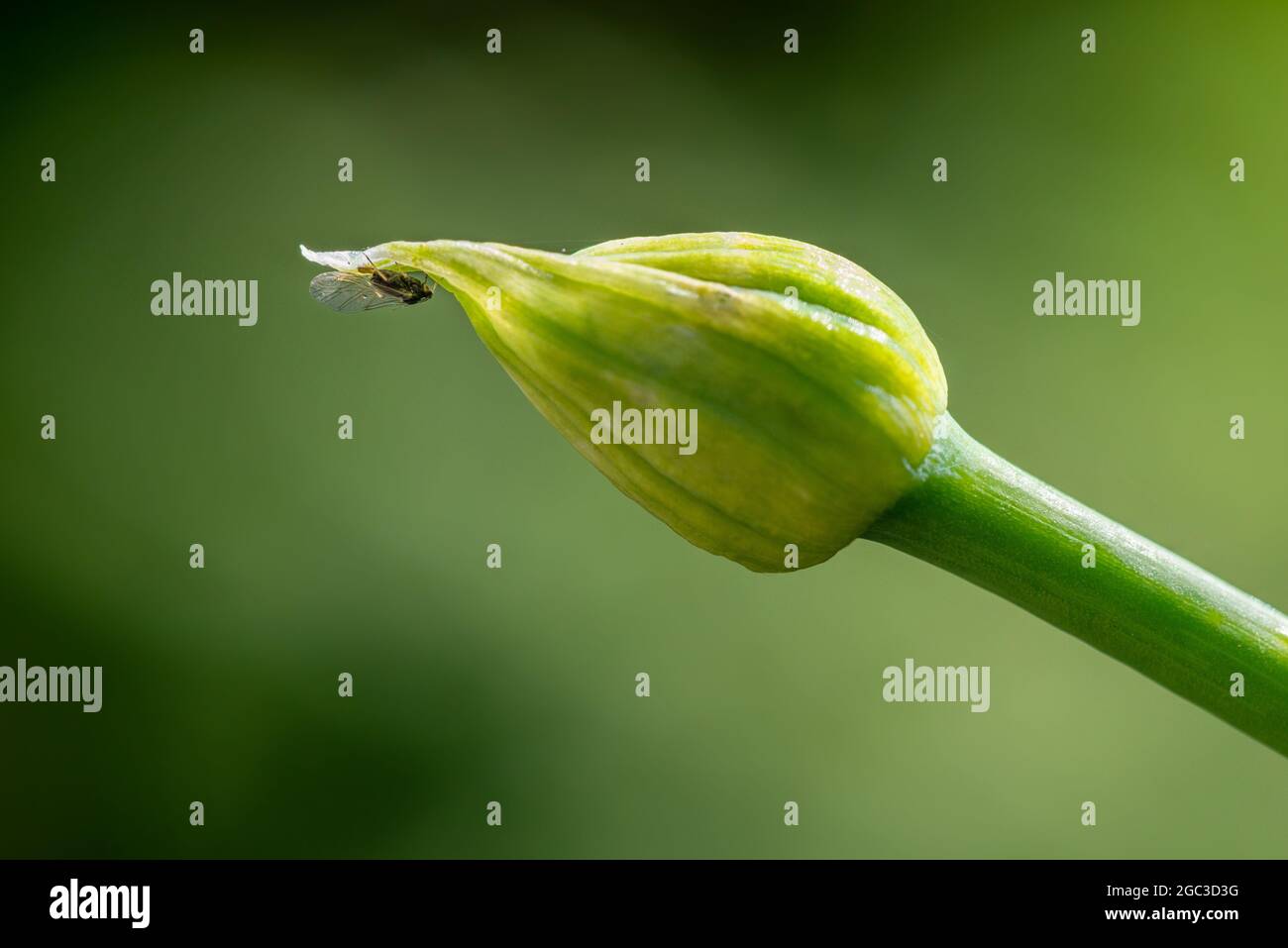Bug on spring onion flower bud Stock Photo - Alamy
