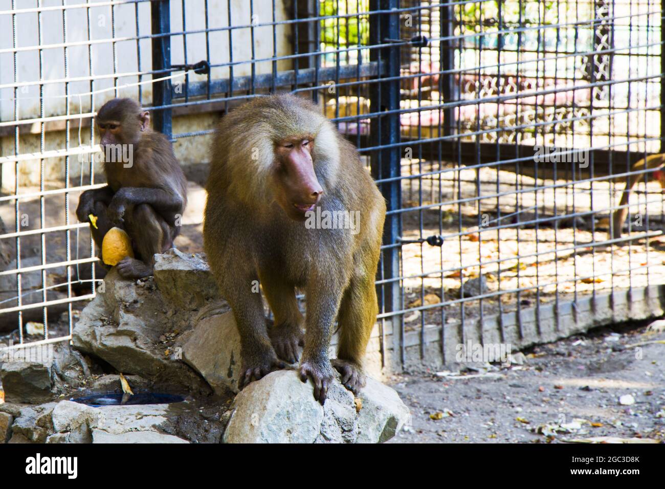 Macaque standing on a rock in the zoo Stock Photo - Alamy