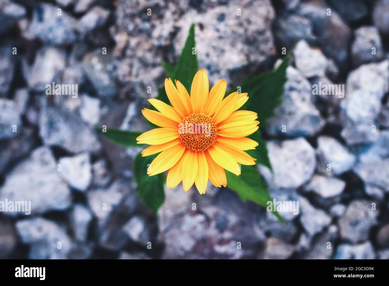 Growing and blooming on stones hi-res stock photography and images - Alamy