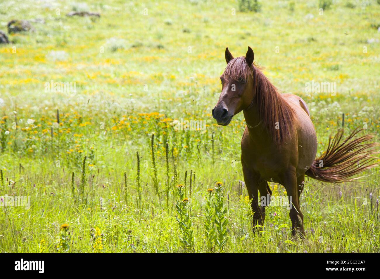 Beautiful red horse in the valley in Svaneti, Georgia Stock Photo - Alamy