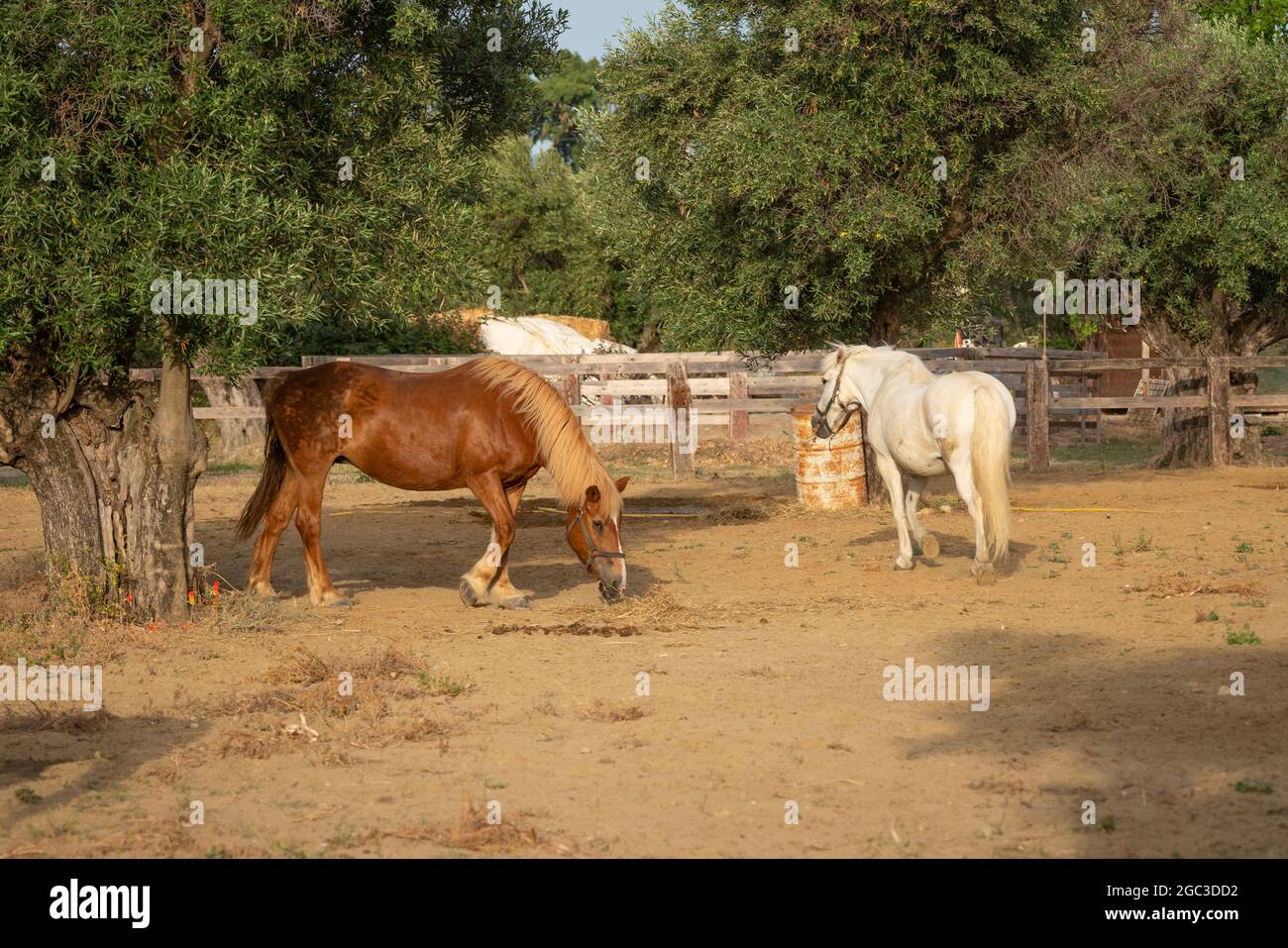 Nice two horses In a corral at the ranch Stock Photo - Alamy