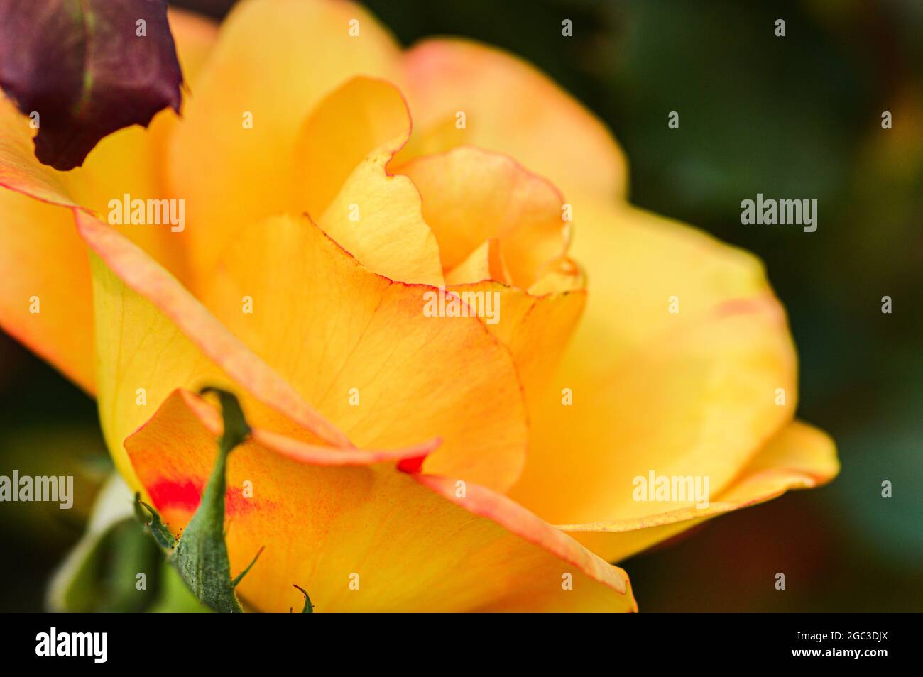 Red tipped yellow petals hi-res stock photography and images - Alamy