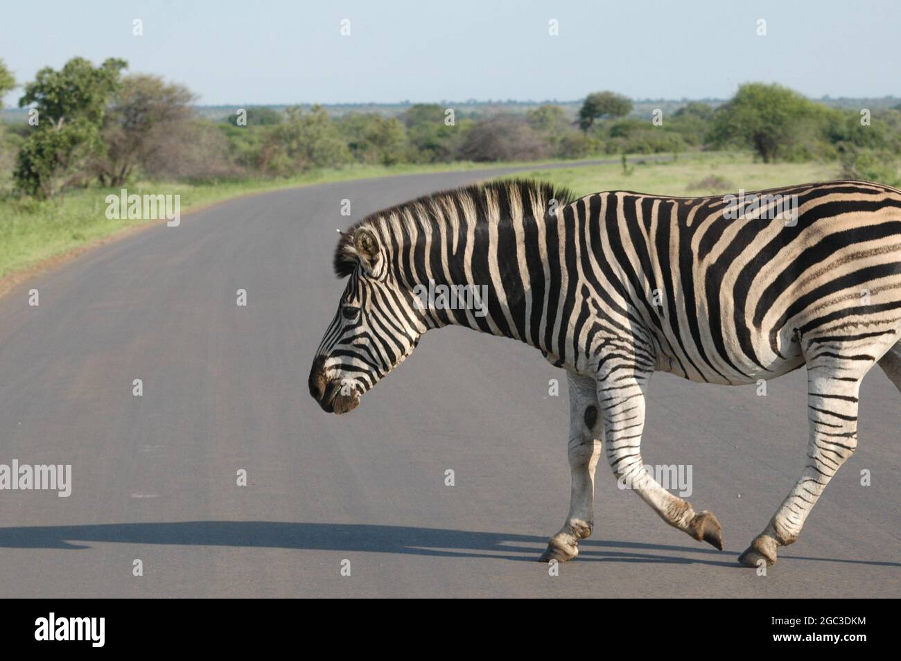 Beautiful zebra crossing the asphalt road in summer Stock Photo - Alamy