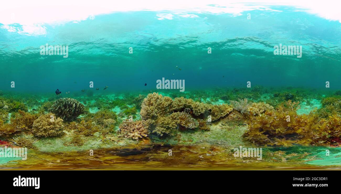 Tropical fishes and coral reef at diving. Underwater world with corals ...