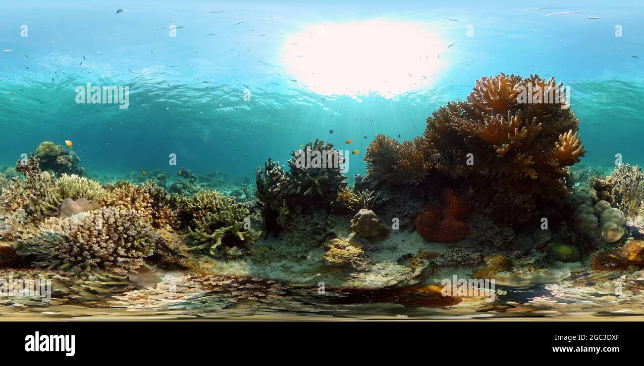 Tropical coral reef. Underwater fishes and corals. Underwater fish reef ...