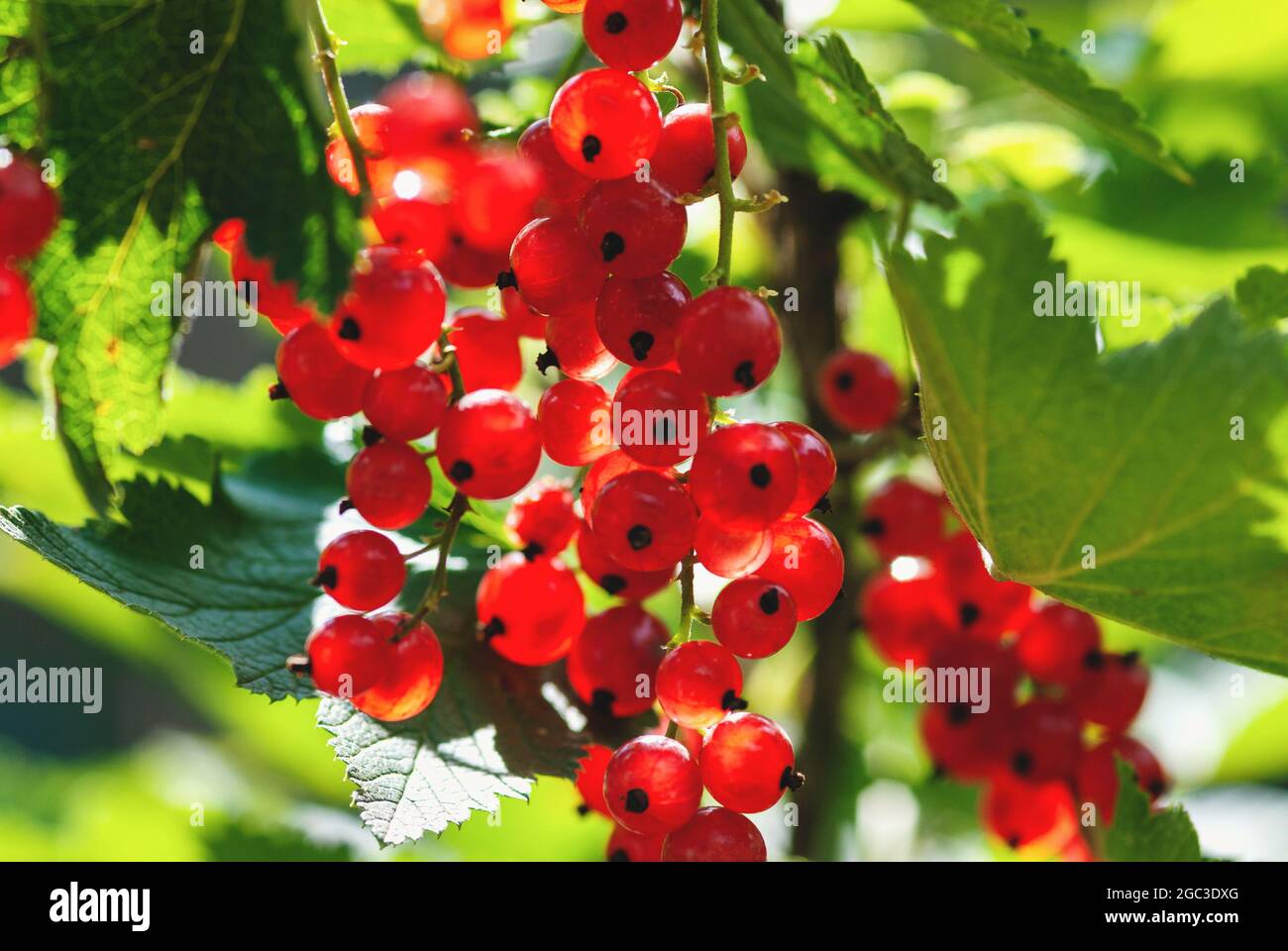 Red currant berries growing on bush, Ribes rubrum closeup Stock Photo ...