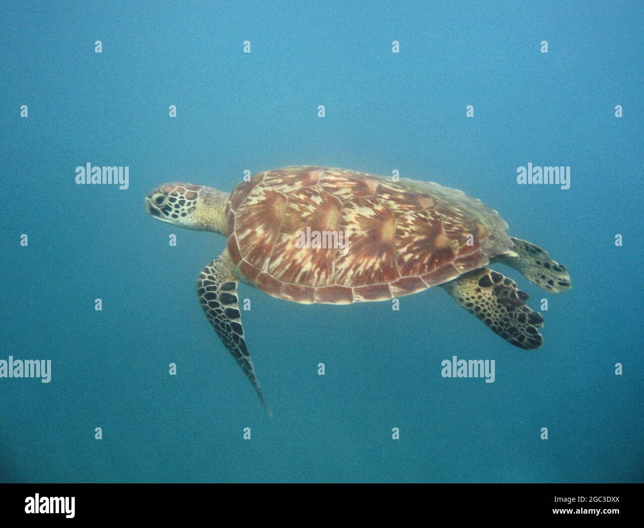 Closeup shot of a Tortoise in the lake Stock Photo - Alamy