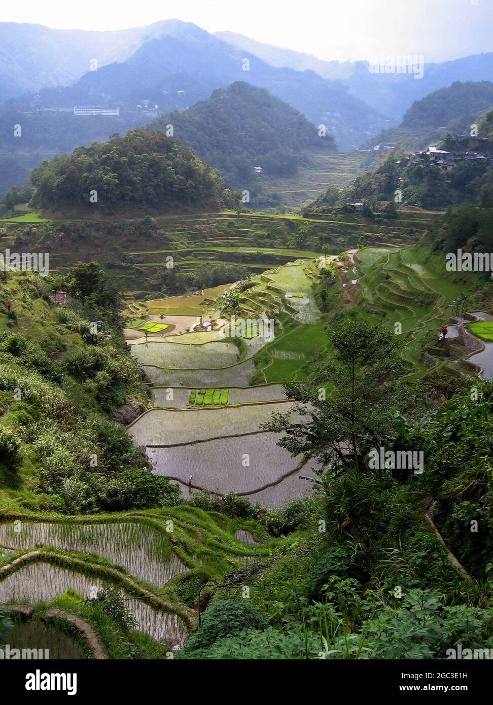 Famous terraces of Jatiluwih Rice in Bali during sunrise, Indonesia ...