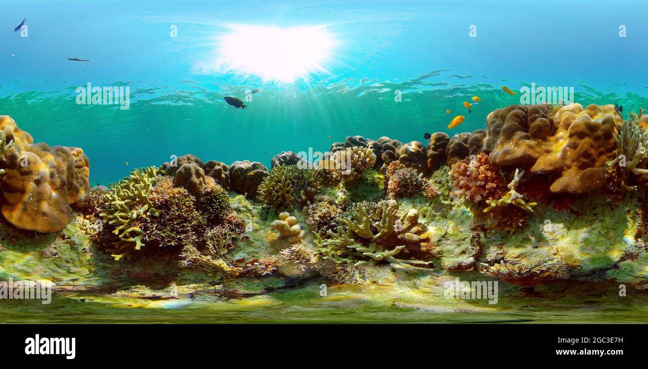 Tropical fishes and coral reef at diving. Underwater world with corals ...