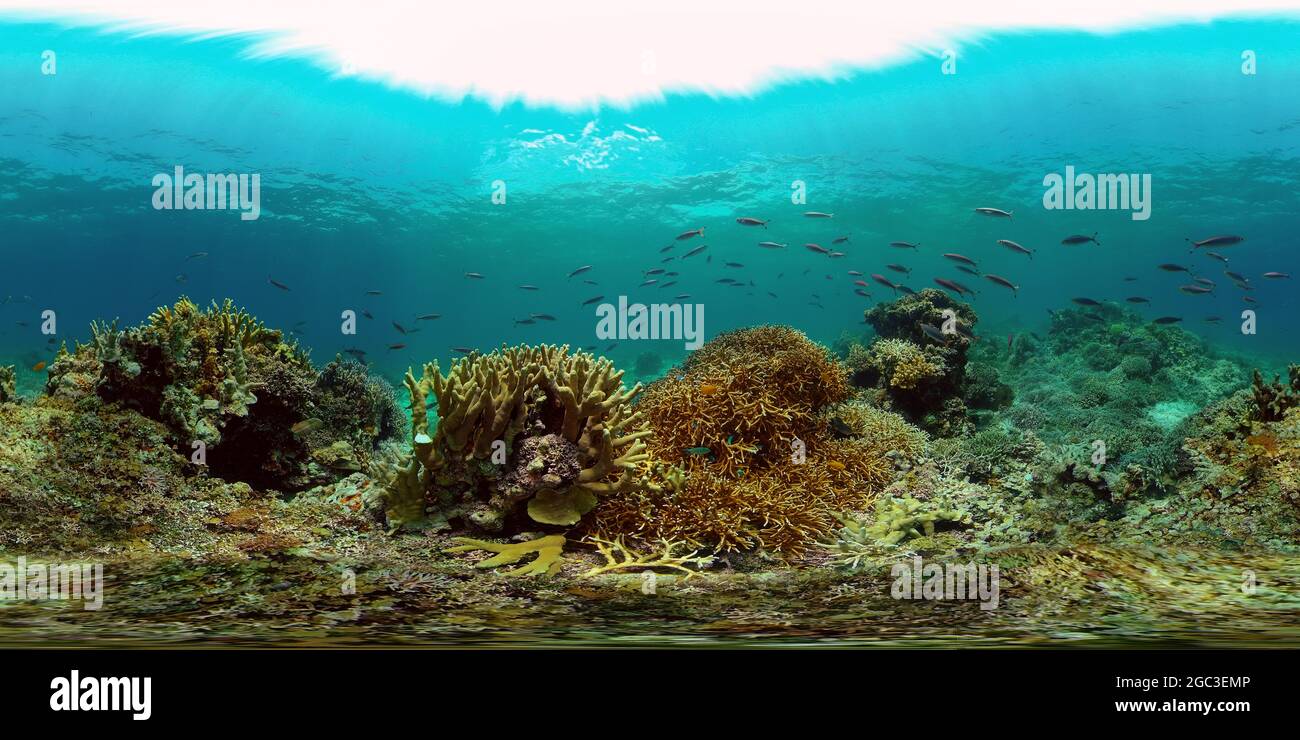 Coral Reef and Fishes Underwater. Underwater fish reef marine. Tropical ...