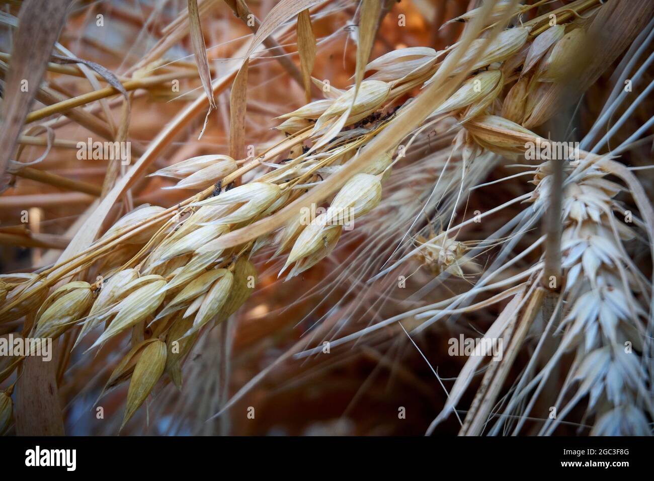 Golden yellow wheat and oats in near plan Stock Photo - Alamy