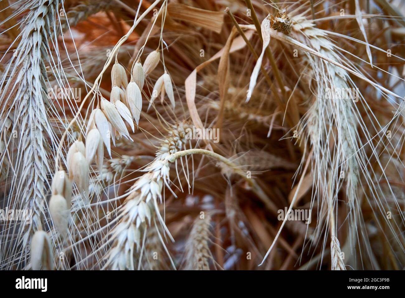 Golden yellow wheat and oats in near plan Stock Photo - Alamy