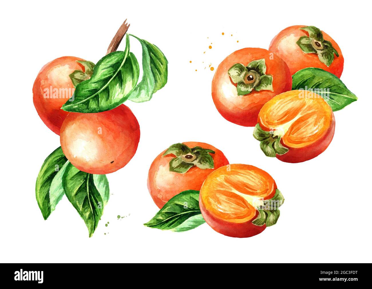 Fresh ripe persimmons set. Watercolor hand drawn illustration, isolated ...