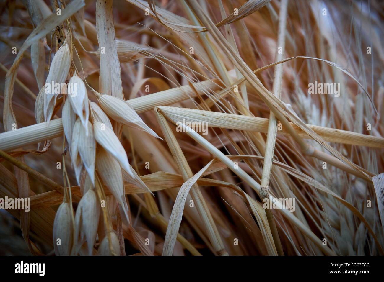 Golden yellow oats in near plan Stock Photo - Alamy