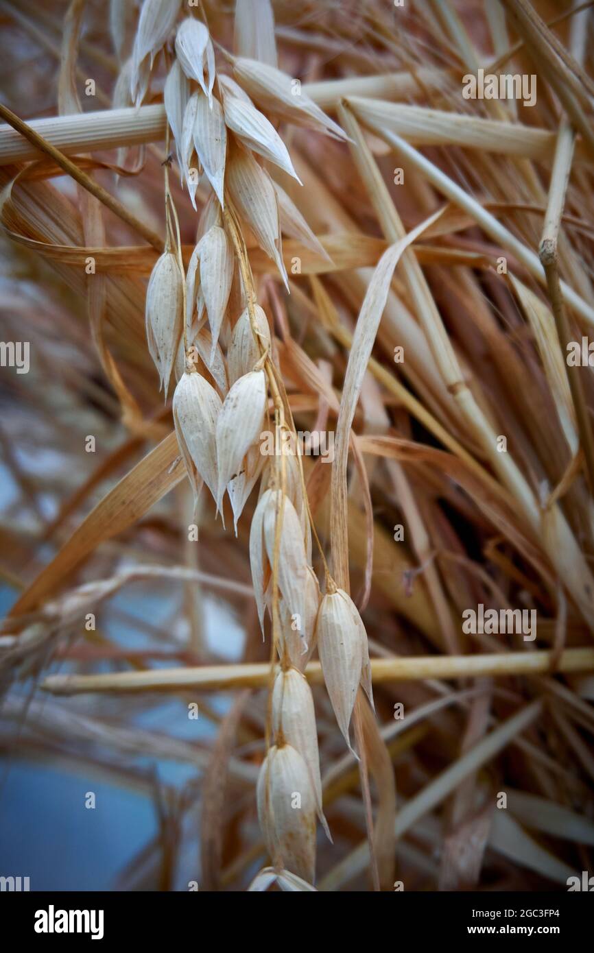 Golden yellow oats in near plan Stock Photo - Alamy