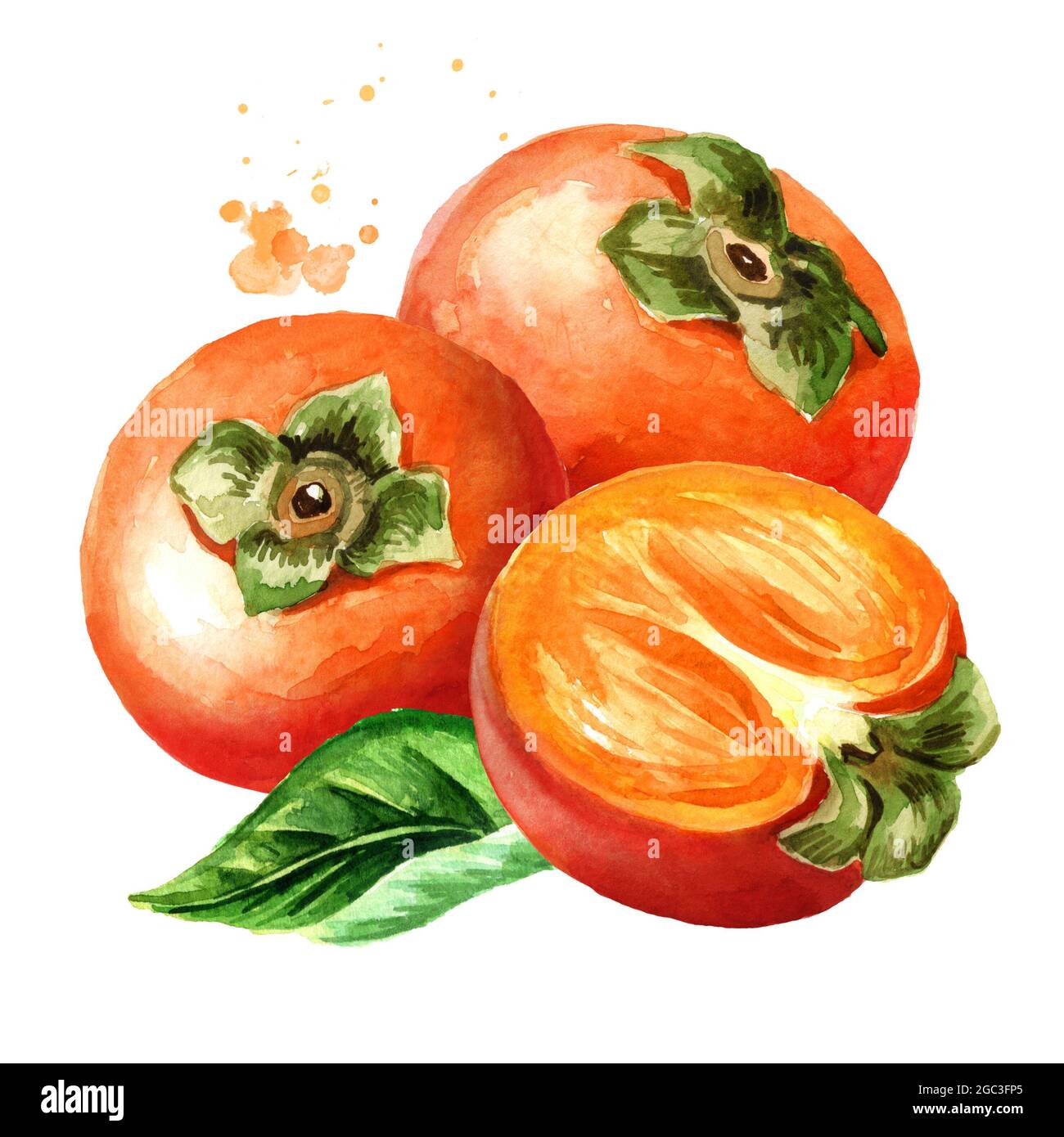 Fresh ripe persimmons. Watercolor hand drawn illustration isolated on ...