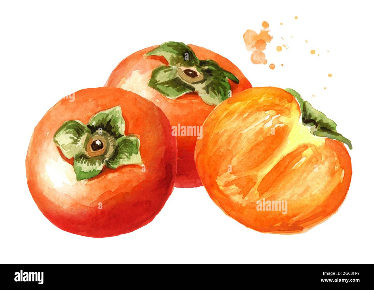 Fresh ripe persimmons. Watercolor hand drawn illustration, isolated on ...
