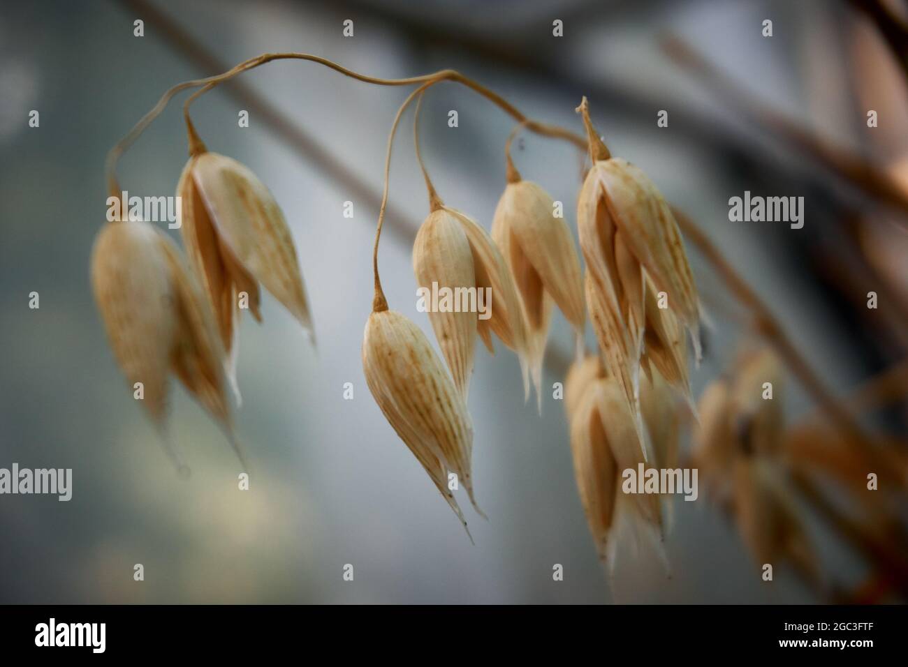 Yellow oats hi-res stock photography and images - Alamy
