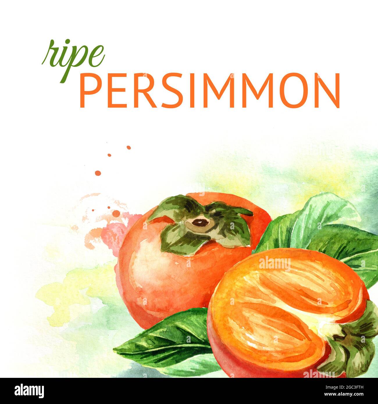 Persimmon background. Watercolor hand drawn illustration Stock Photo ...