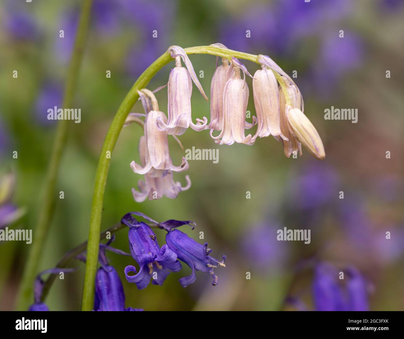 whitebells in woodland Stock Photo - Alamy