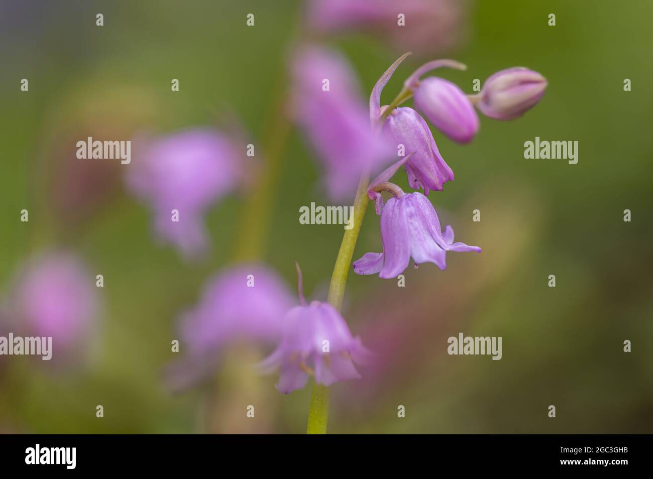Pink bells hi-res stock photography and images - Alamy