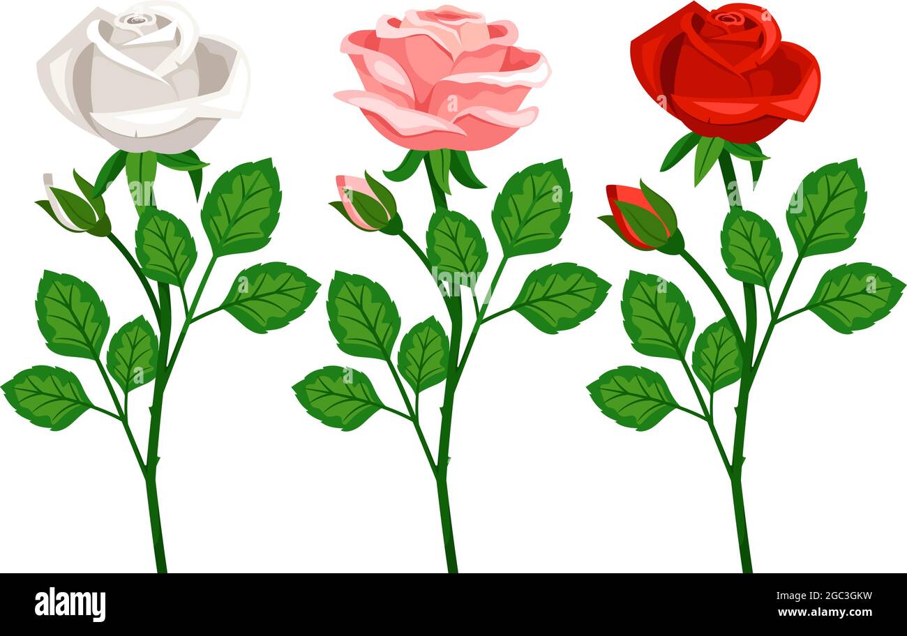 Pink red flower buds Stock Vector Images - Alamy