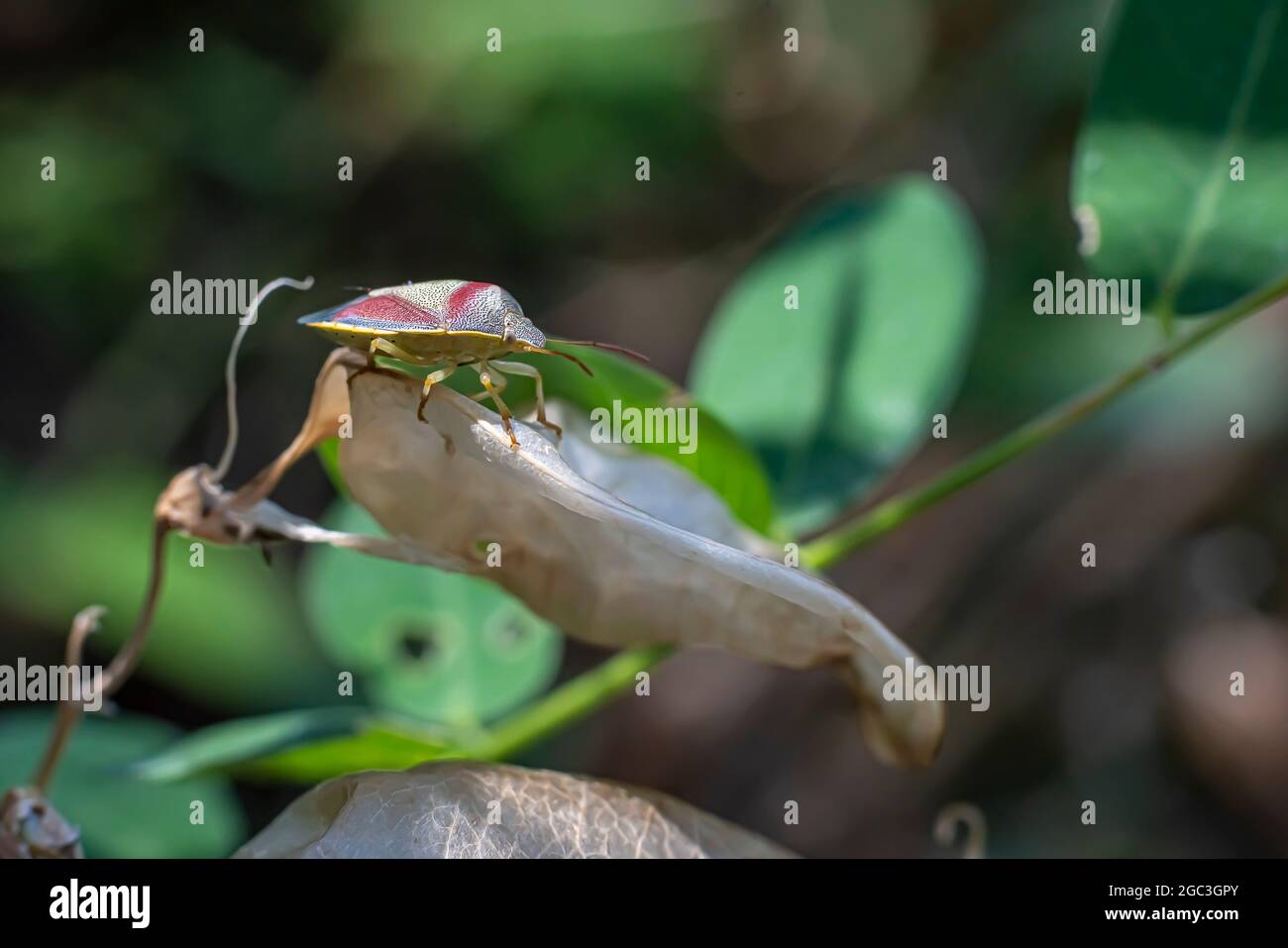 Beautiful beetle for a walk in nature Stock Photo - Alamy
