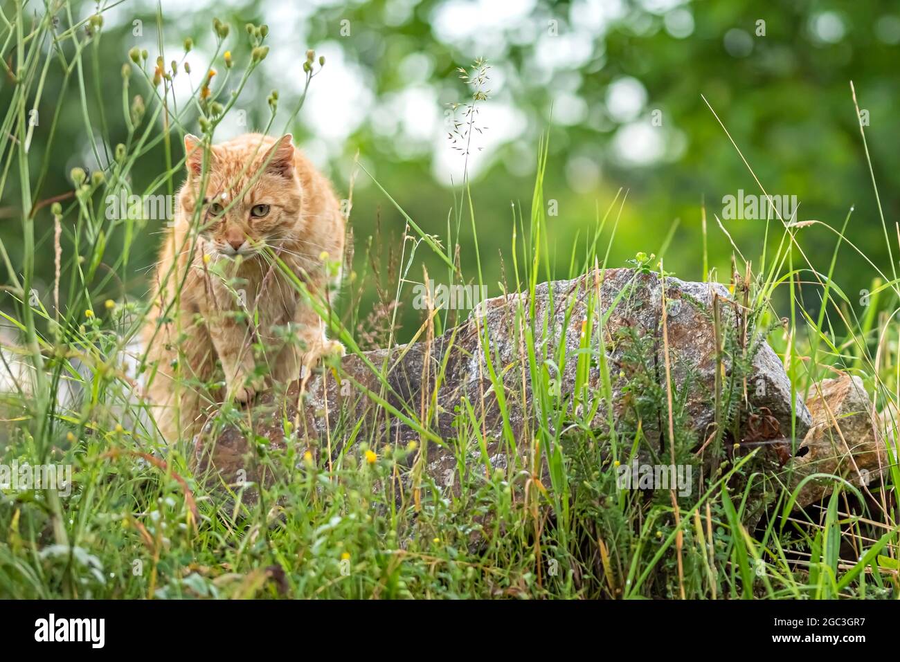 Cat hunting in the wild Stock Photo - Alamy