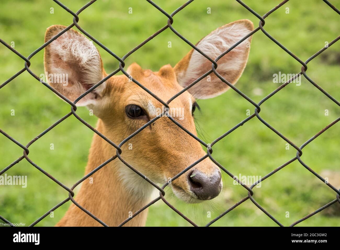 Closeup of a deer behind a fence outdoors during daylight Stock Photo ...