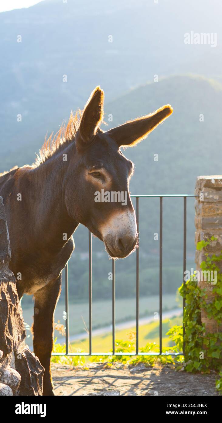 Donkey with long ears hi-res stock photography and images - Alamy