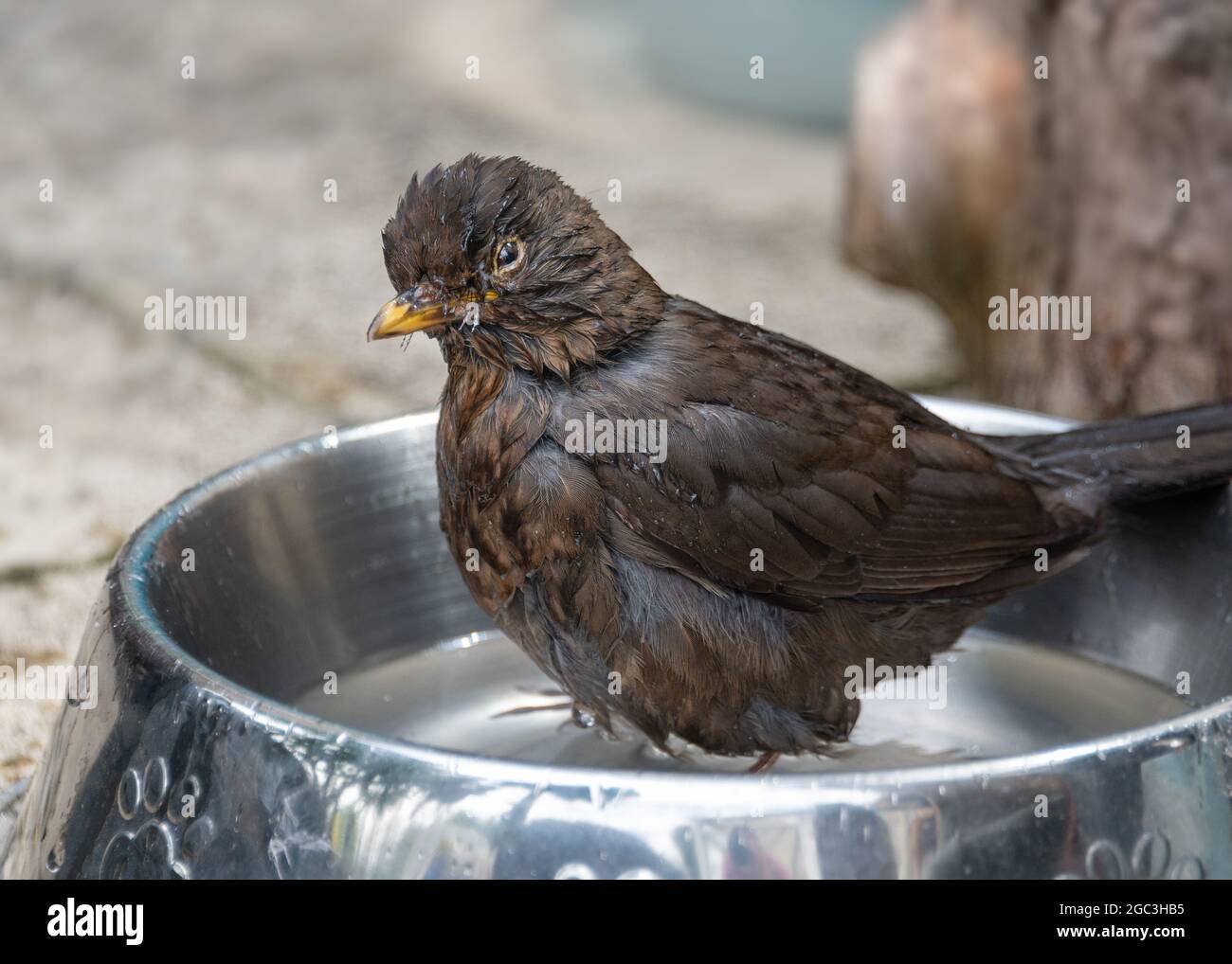 Bird bathing bird bath hi-res stock photography and images - Alamy