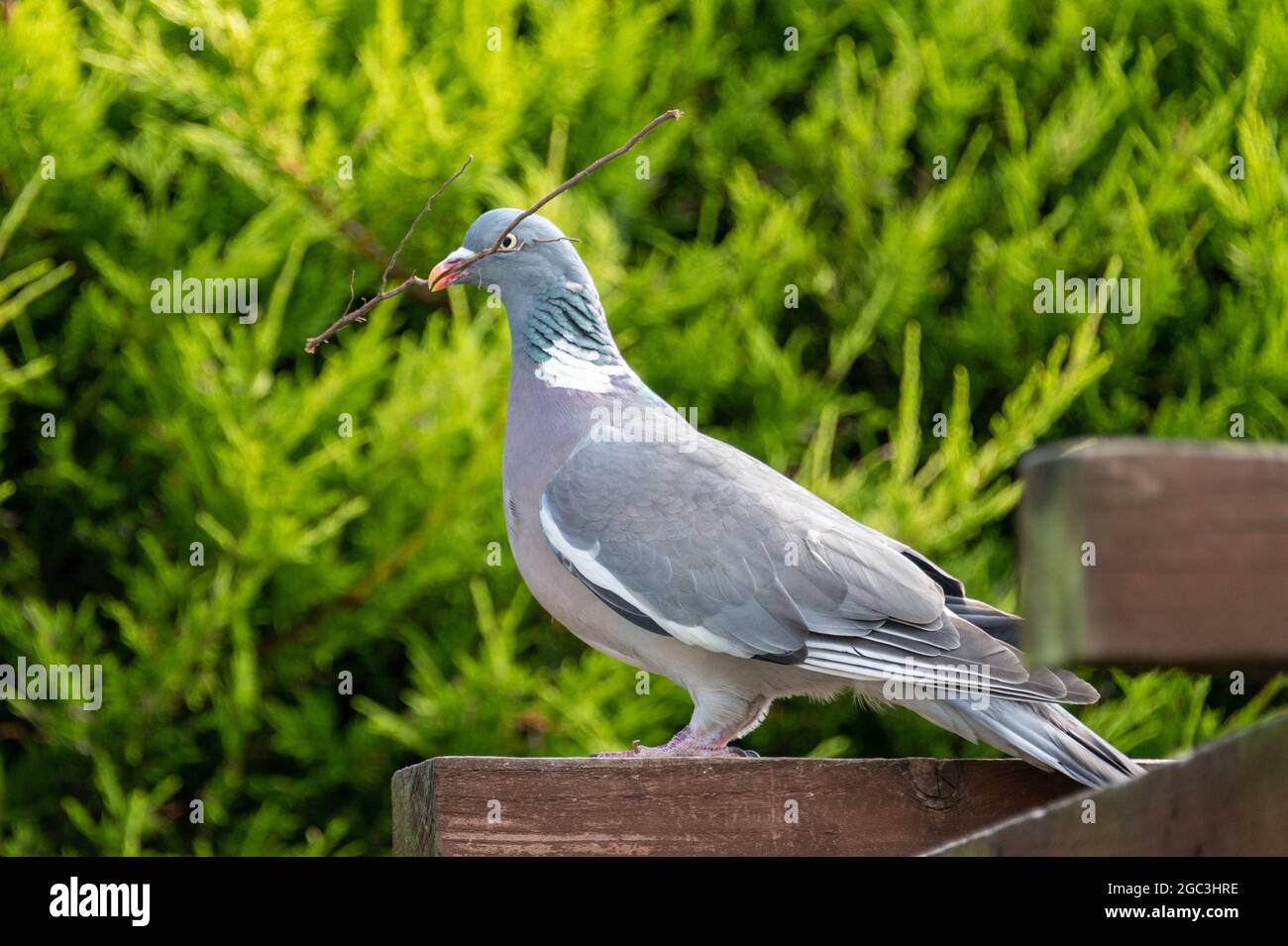 Wood pigeon nest hi-res stock photography and images - Alamy