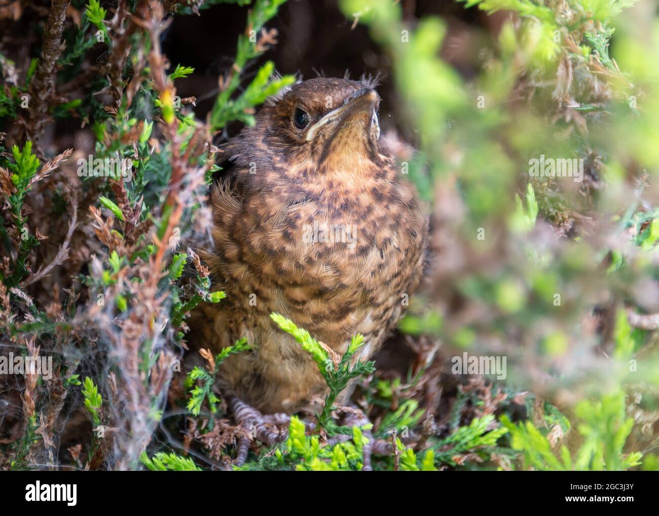 Baby blackbird hi-res stock photography and images - Alamy