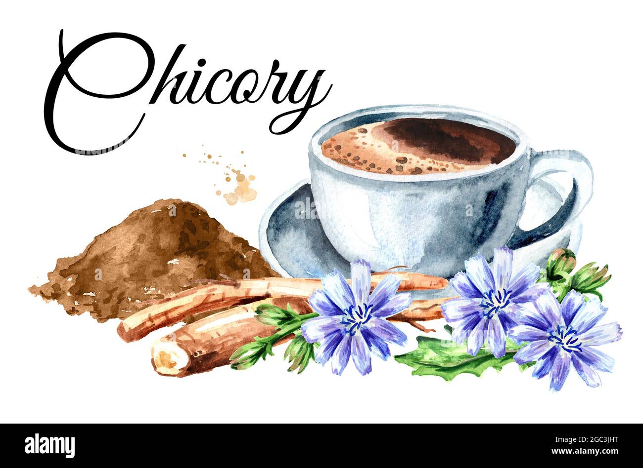 A cup of Hot Chicory drink with root flowers and powder. Watercolor ...