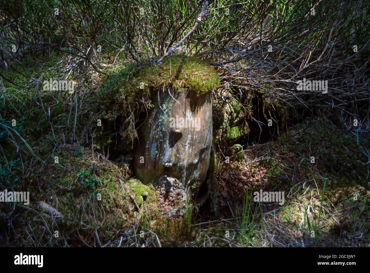 Tree trunk that looks like a monument Stock Photo - Alamy